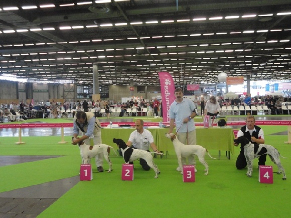 Accueil - Elevage Du Marais Roy - eleveur de chiens Pointer